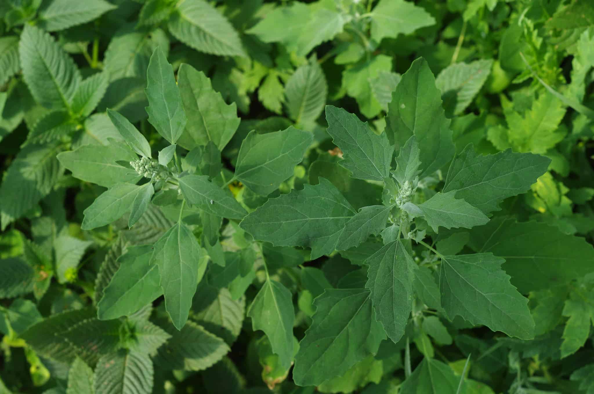 Lambsquarters Identification: How to Forage this Edible Wild Plant ...