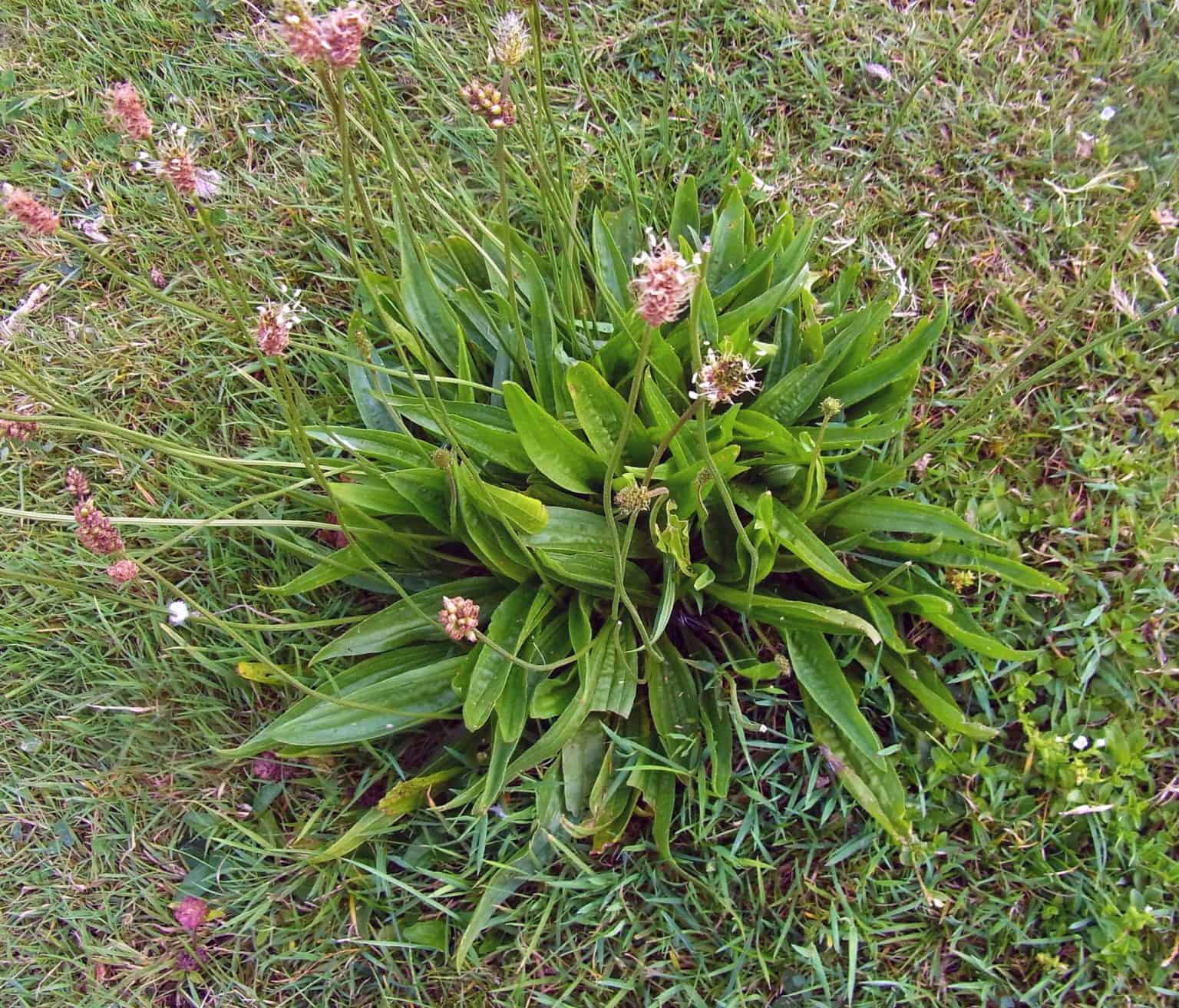 What Does Plantain Look Like: How to Identify Two Species of this ...
