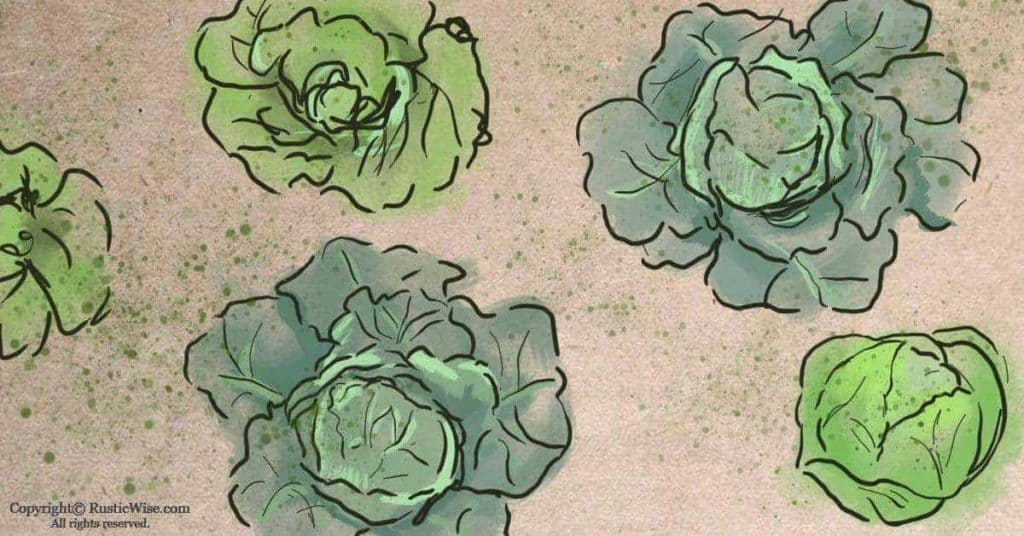 When To Harvest Sprouts + Sprout Maturity Chart » RusticWise