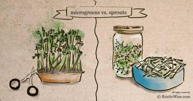 The Essential Sprouting Guide: How To Grow Sprouts at Home » RusticWise