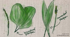 What Does Plantain Look Like: How to Identify Two Species of this ...