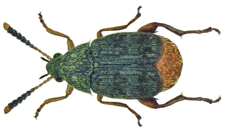 What Do Weevils Look Like: A Closer Look at the Pests in Your Pantry ...