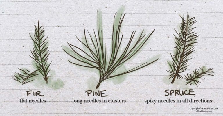 Foraging Pine Needles: Pine Needle Tea Recipe & Cooking Ideas » RusticWise