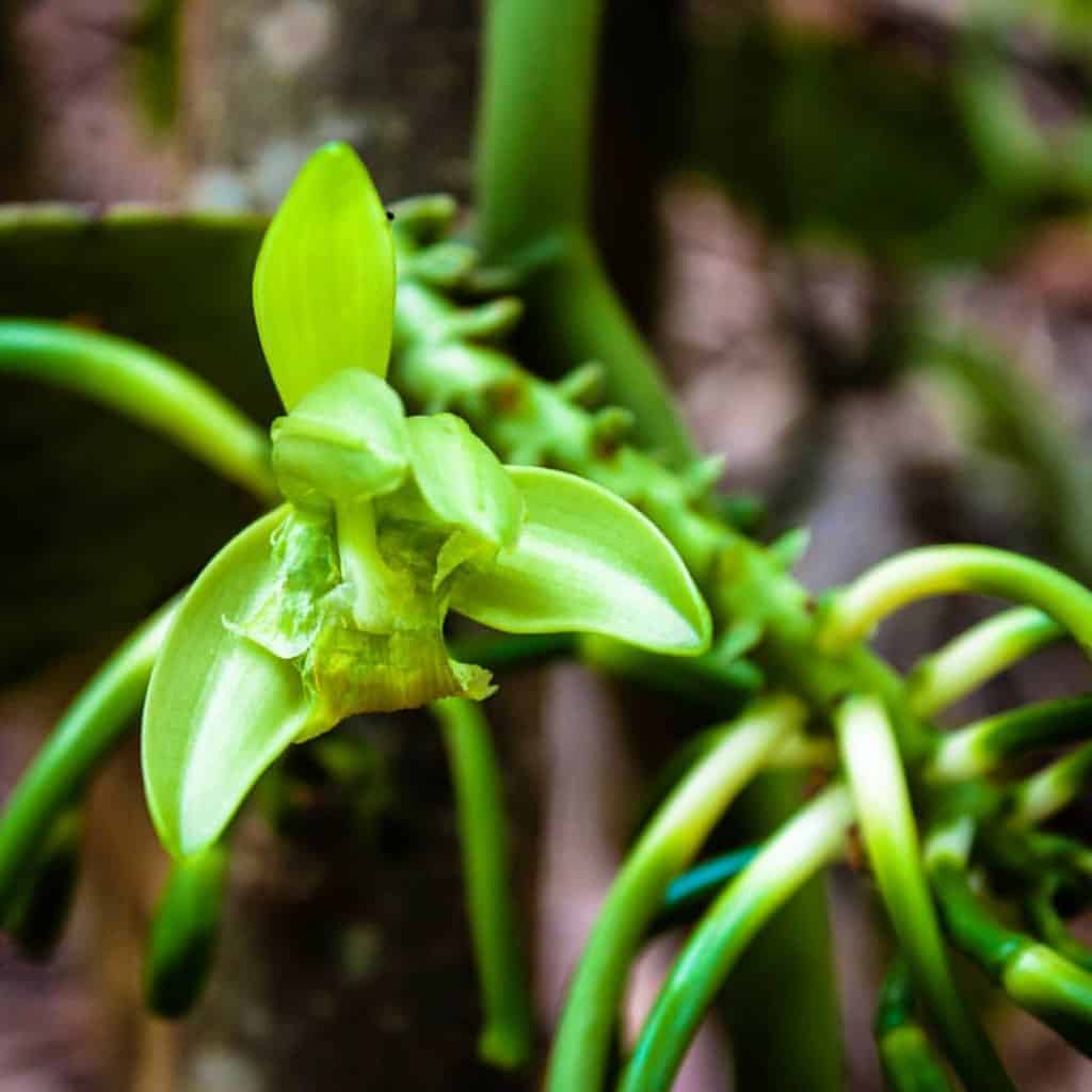 13 Other Uses For Vanilla Extract: Creative Ways to Use Vanilla at ...