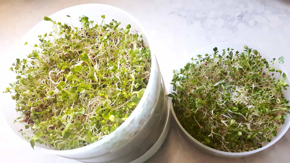 The Essential Sprouting Guide: How To Grow Sprouts at Home » RusticWise
