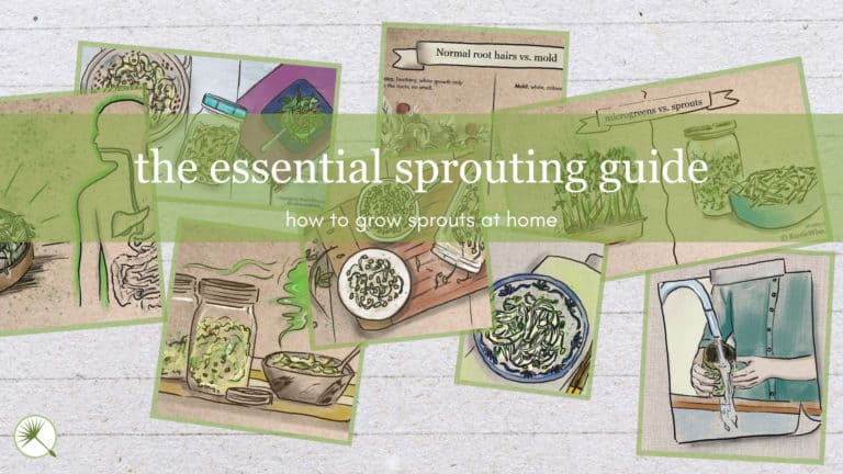 The Essential Sprouting Guide: How To Grow Sprouts at Home » RusticWise