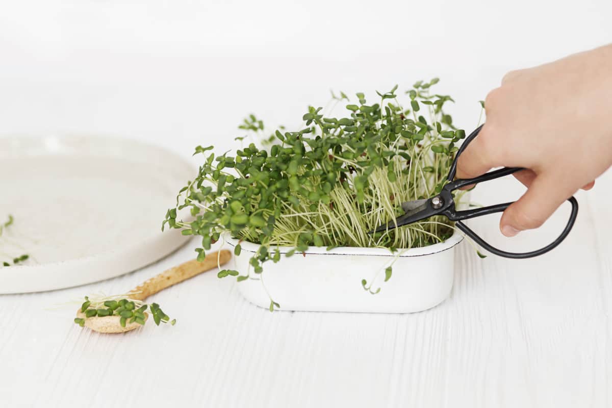 How to Grow Microgreens Indoors: An Easy Step-by-Step Guide » RusticWise