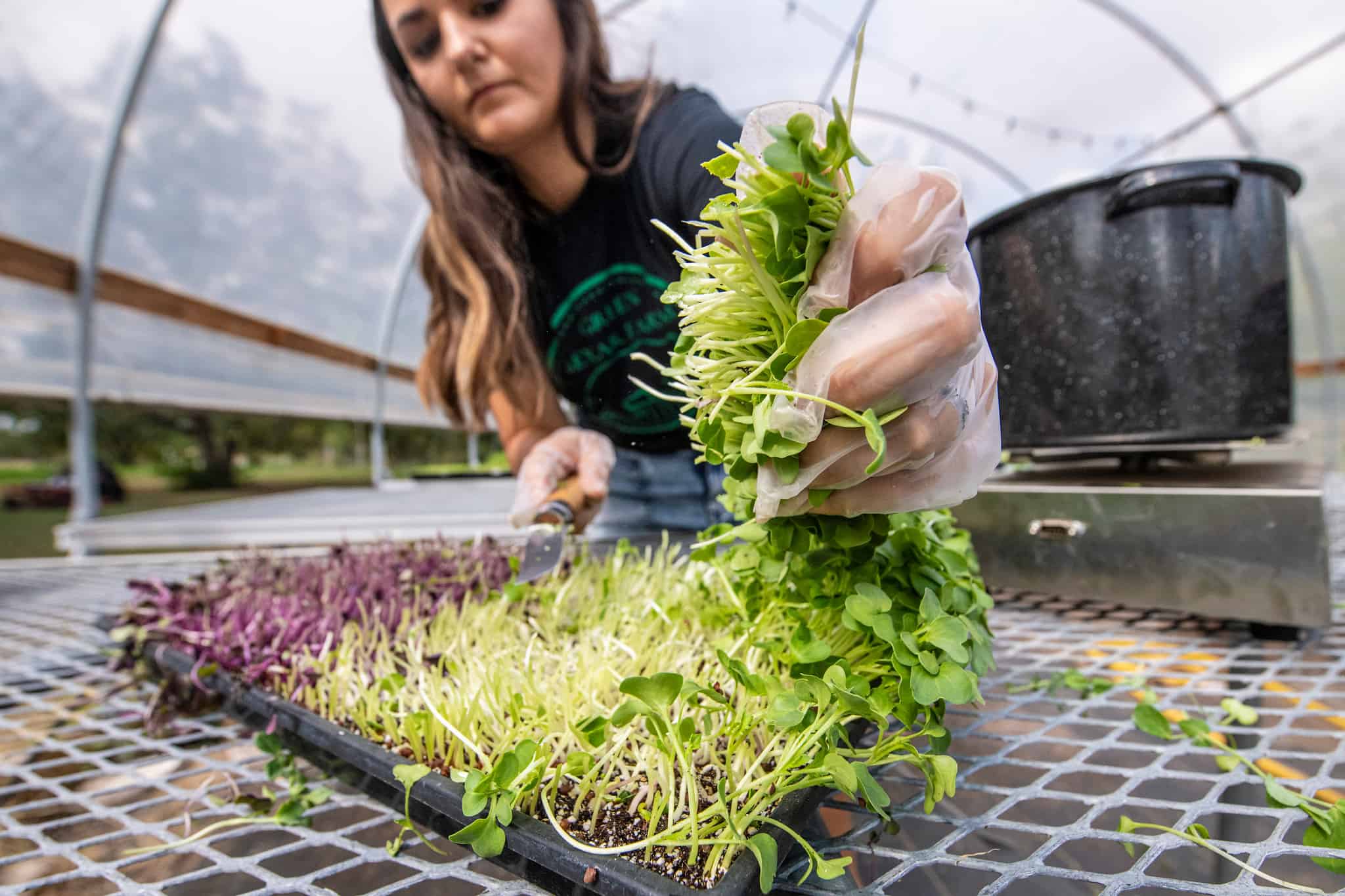 Growing Microgreens at Home: A Complete Guide » RusticWise