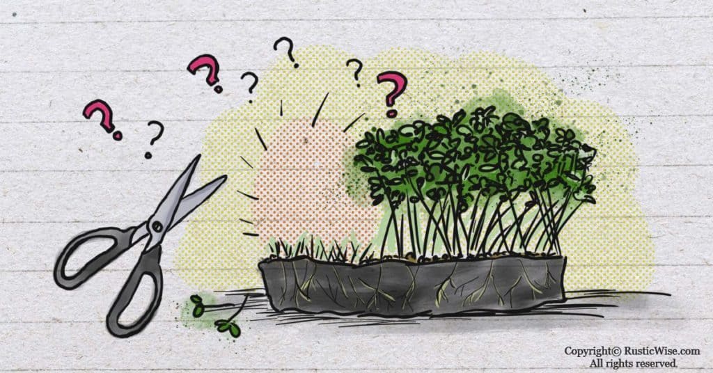 Sprout Safety: 10 Ways To Kill Bacteria on Sprouts From Seed To Plate ...