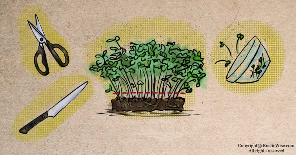 When To Harvest Sprouts + Sprout Maturity Chart » RusticWise