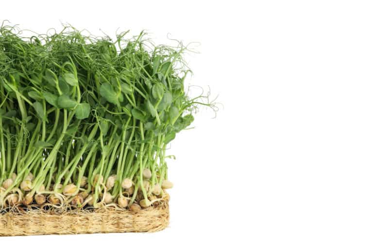 Pea Sprouts vs Pea Shoots: What's the Difference? » RusticWise