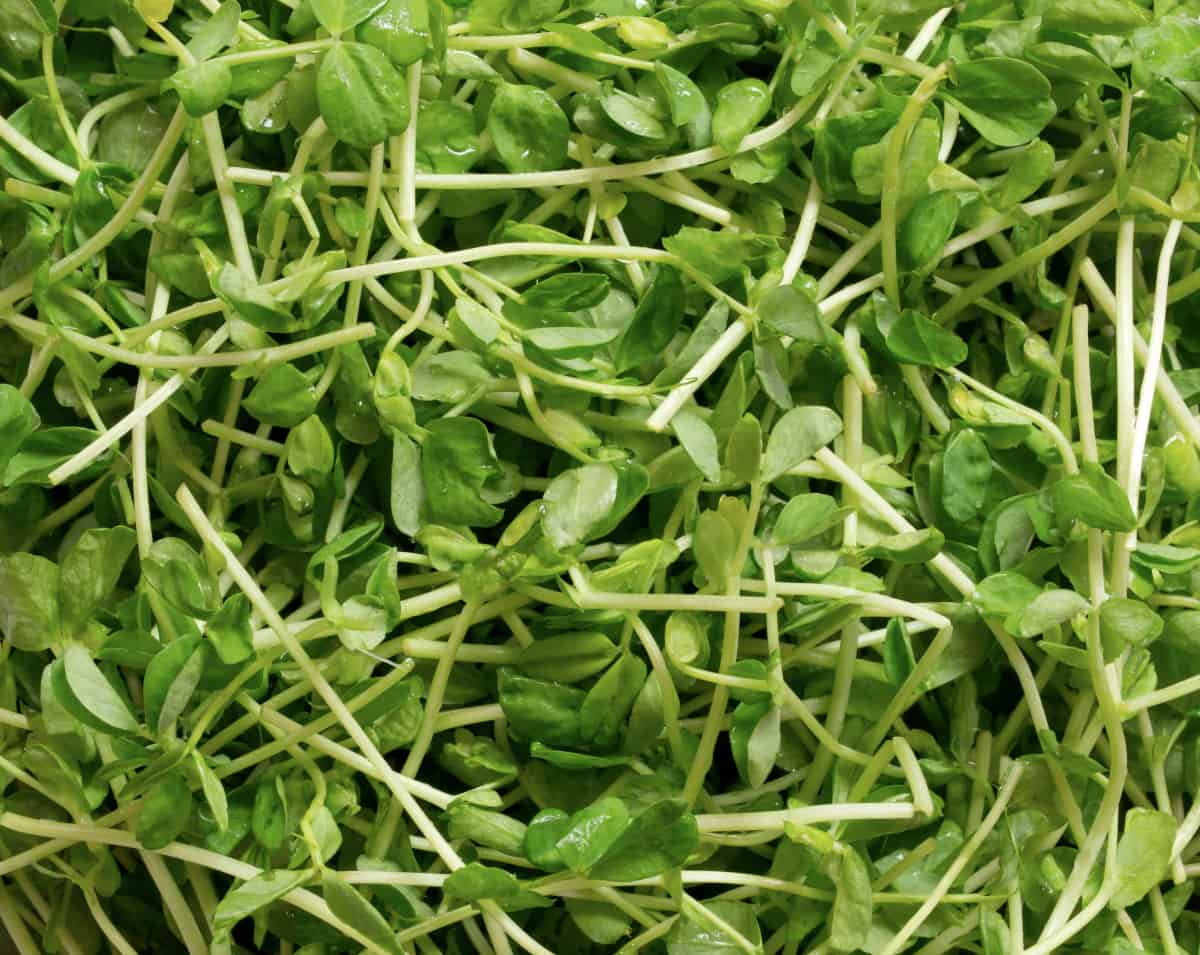 Pea Sprouts vs Pea Shoots: What's the Difference? » RusticWise