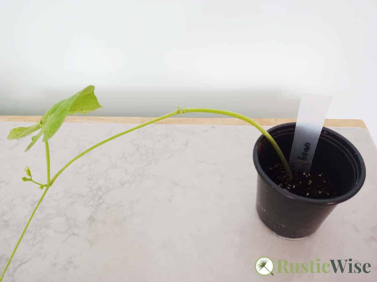 How to Germinate Seeds in Paper Towel: A Fast Way To Jumpstart Your ...