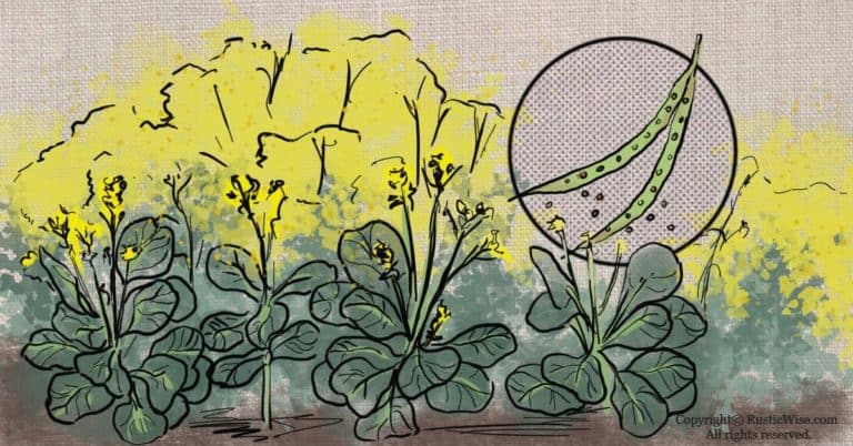 Sprout Safety: 10 Ways To Kill Bacteria on Sprouts From Seed To Plate ...