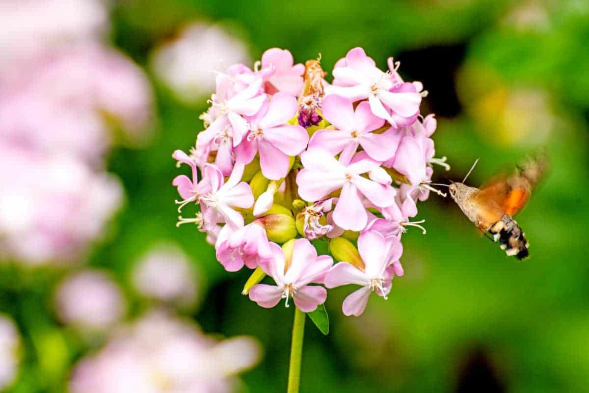 How To Make Soap From Soapwort Plant and 6 Easy Ways To Use It » RusticWise