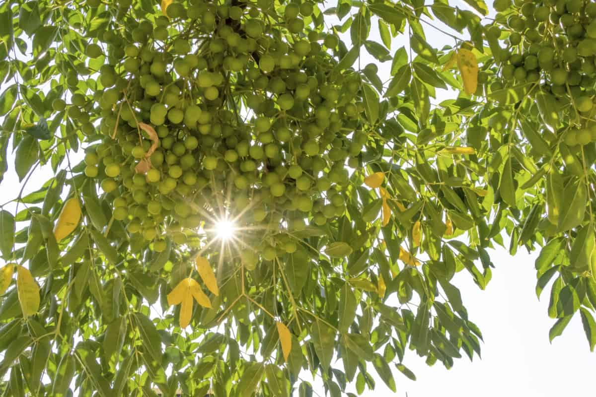 What are Soapberries: 7 Benefits + 7 Ways to Use This Natural Soap ...